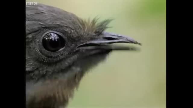 Attenborough the amazing Lyre Bird sings like a chainsaw! Now in high ...
